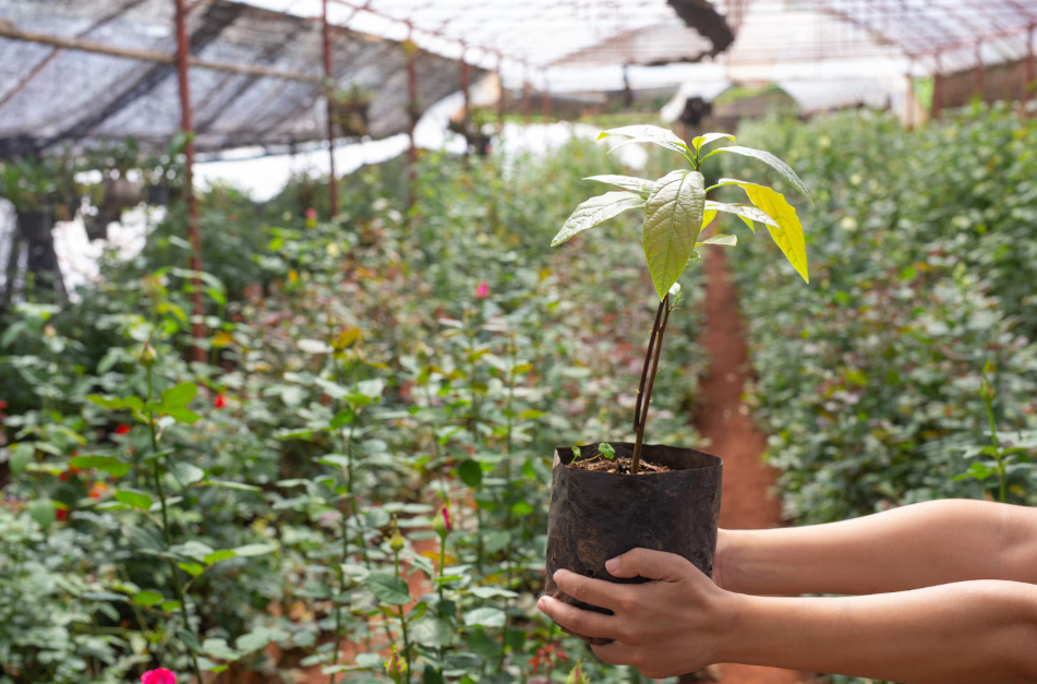 Tanaman Buah yang Cocok Ditanam di Polybag untuk Iklim Tropis Indonesia